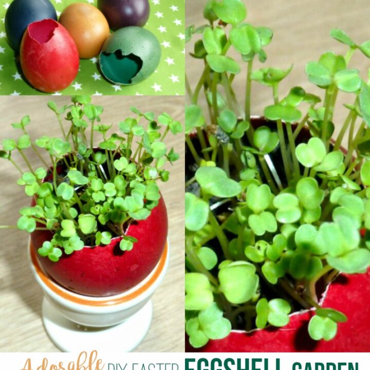 Seed Starting In Eggshells - Start A Mini Garden - AppleGreen Cottage